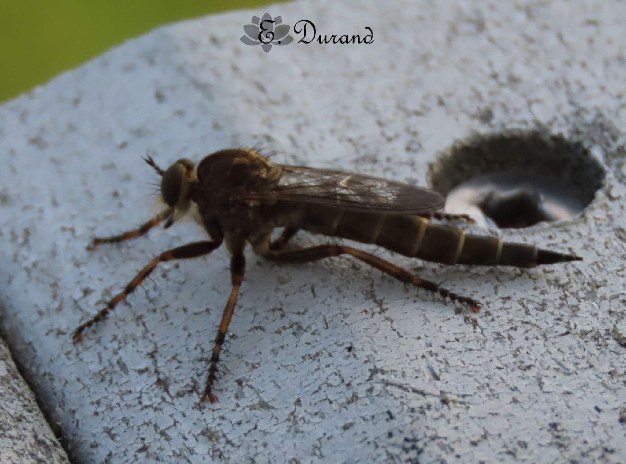 Robber fly – PestcontrolCanada