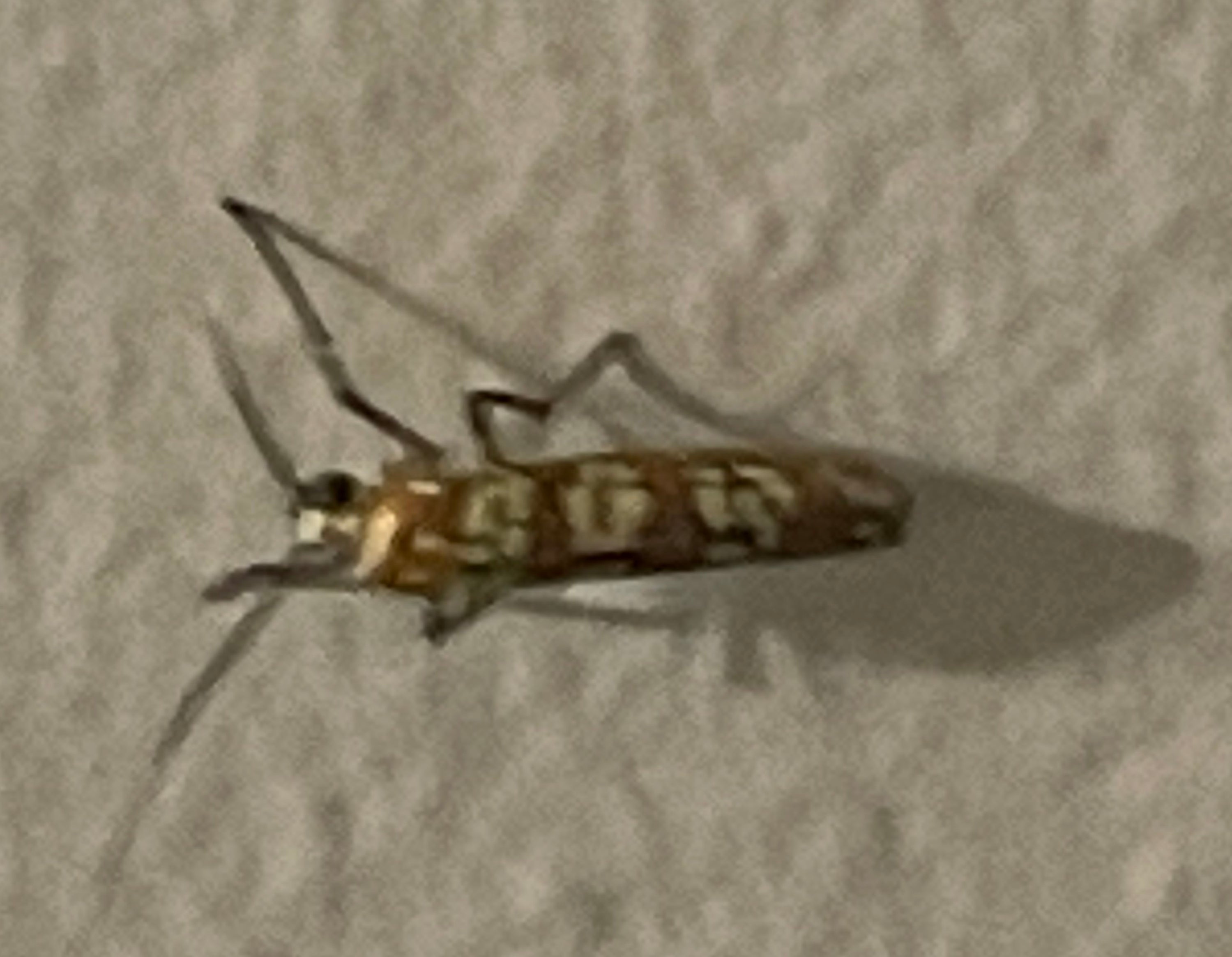 Ailanthus webworm moth – PestcontrolCanada