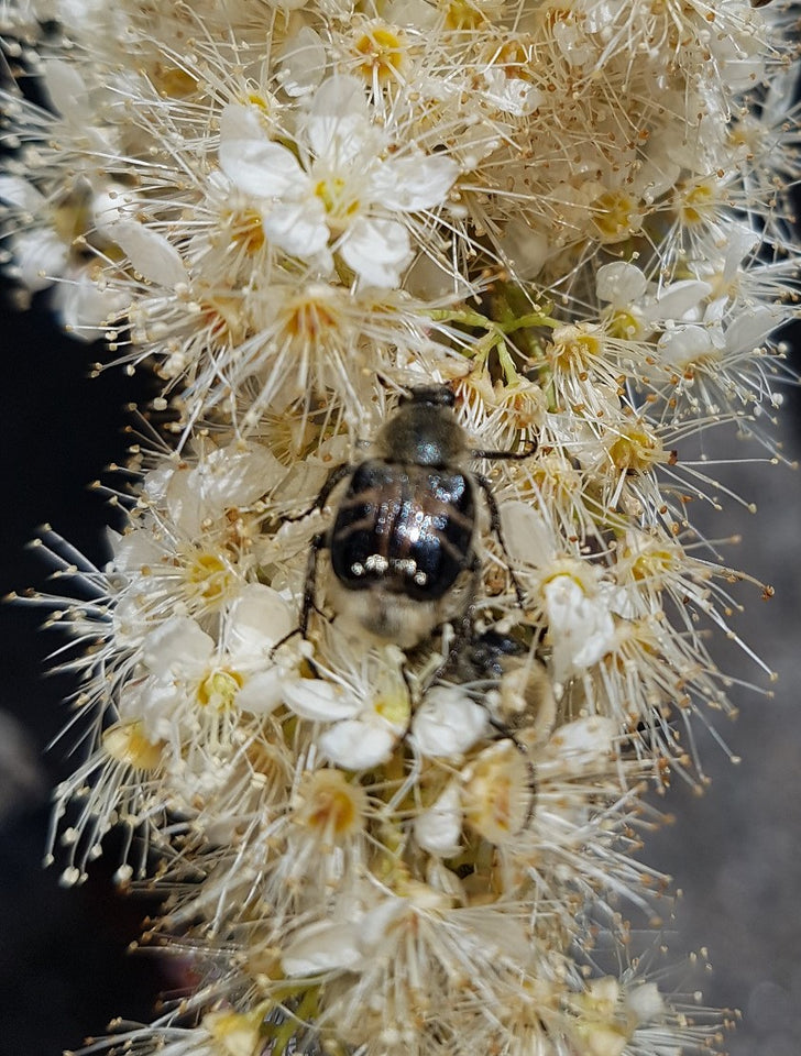 Trichiotinus assimilis – PestcontrolCanada