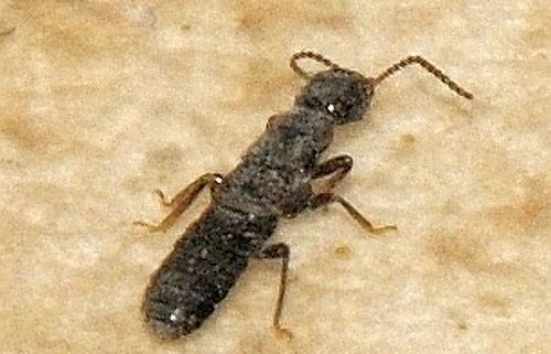 reproductive termite - PEST CONTROL CANADA