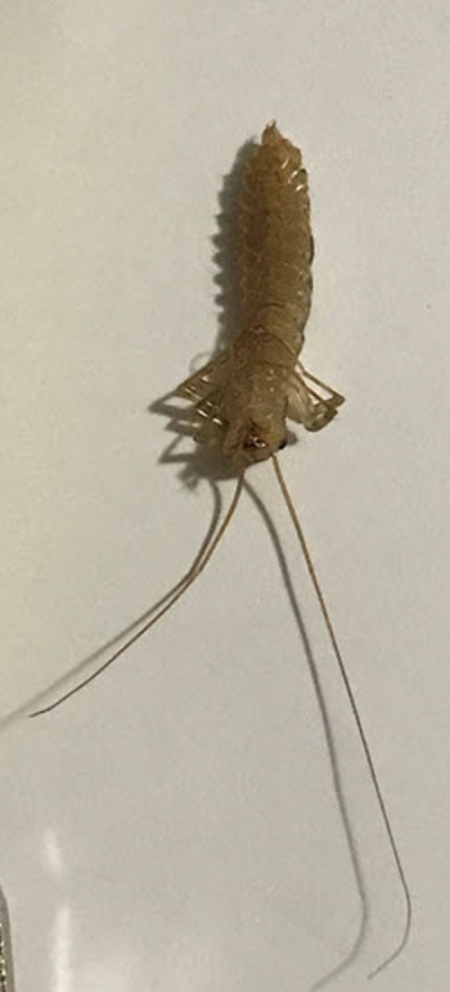 House centipede - PEST CONTROL CANADA