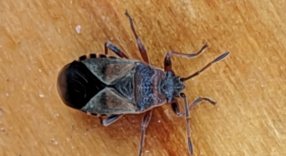 Elm seed bug - PEST CONTROL CANADA