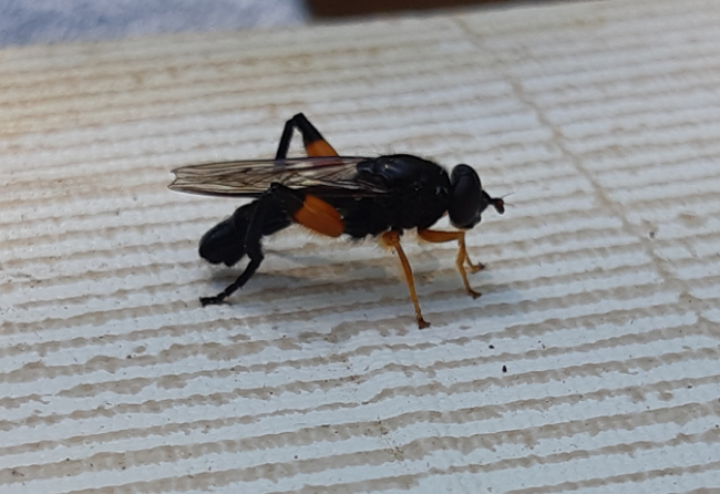 Japanese beetle - PEST CONTROL CANADA