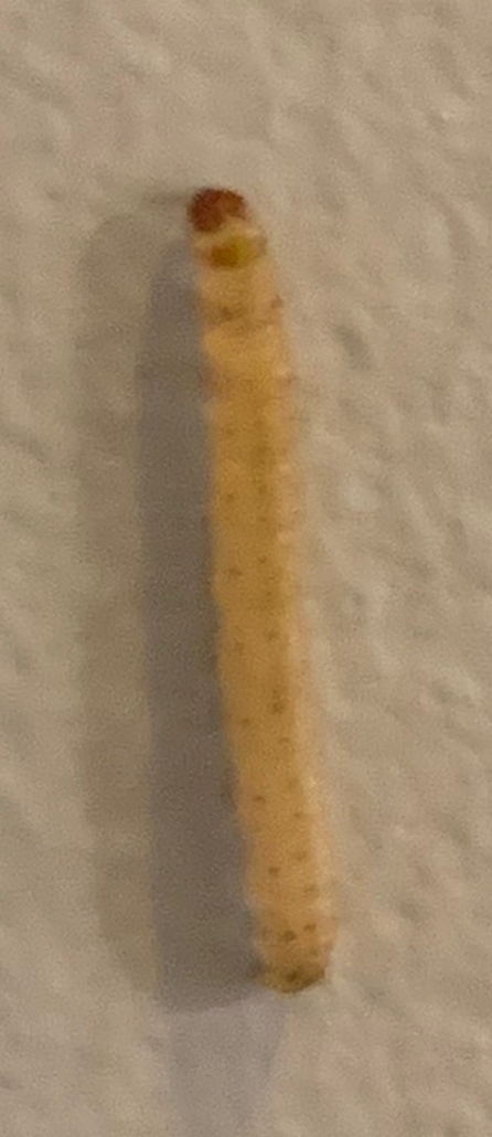 Caterpillar - PEST CONTROL CANADA