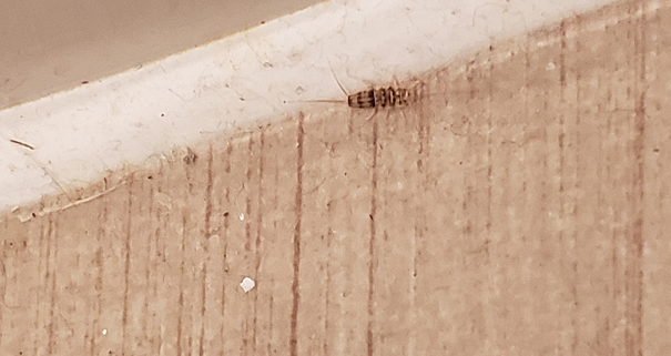 Firebrat - PEST CONTROL CANADA