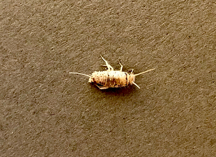 Firebrat - PEST CONTROL CANADA