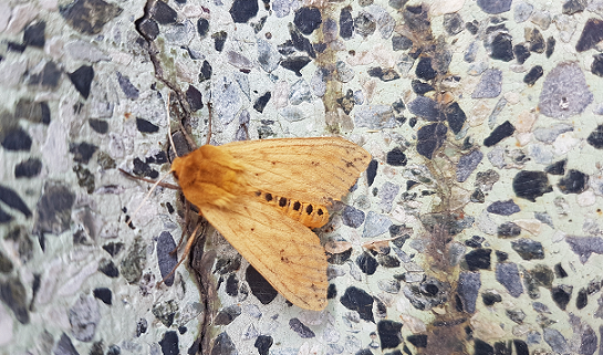 Tiger moth - PEST CONTROL CANADA