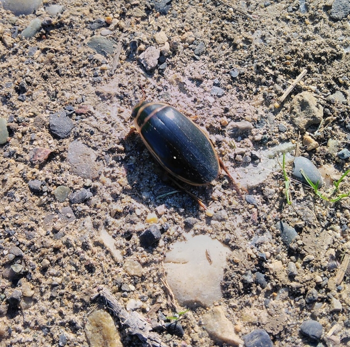 Mature larva/prepupa of a rodent bot fly - PEST CONTROL CANADA