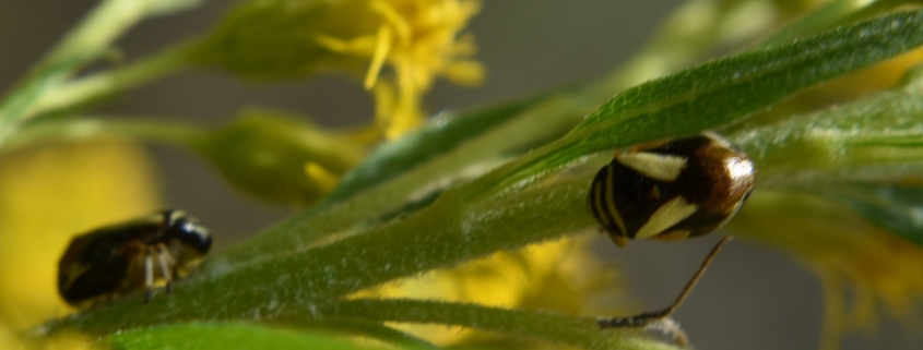 Dogwood spittlebugs - PEST CONTROL CANADA