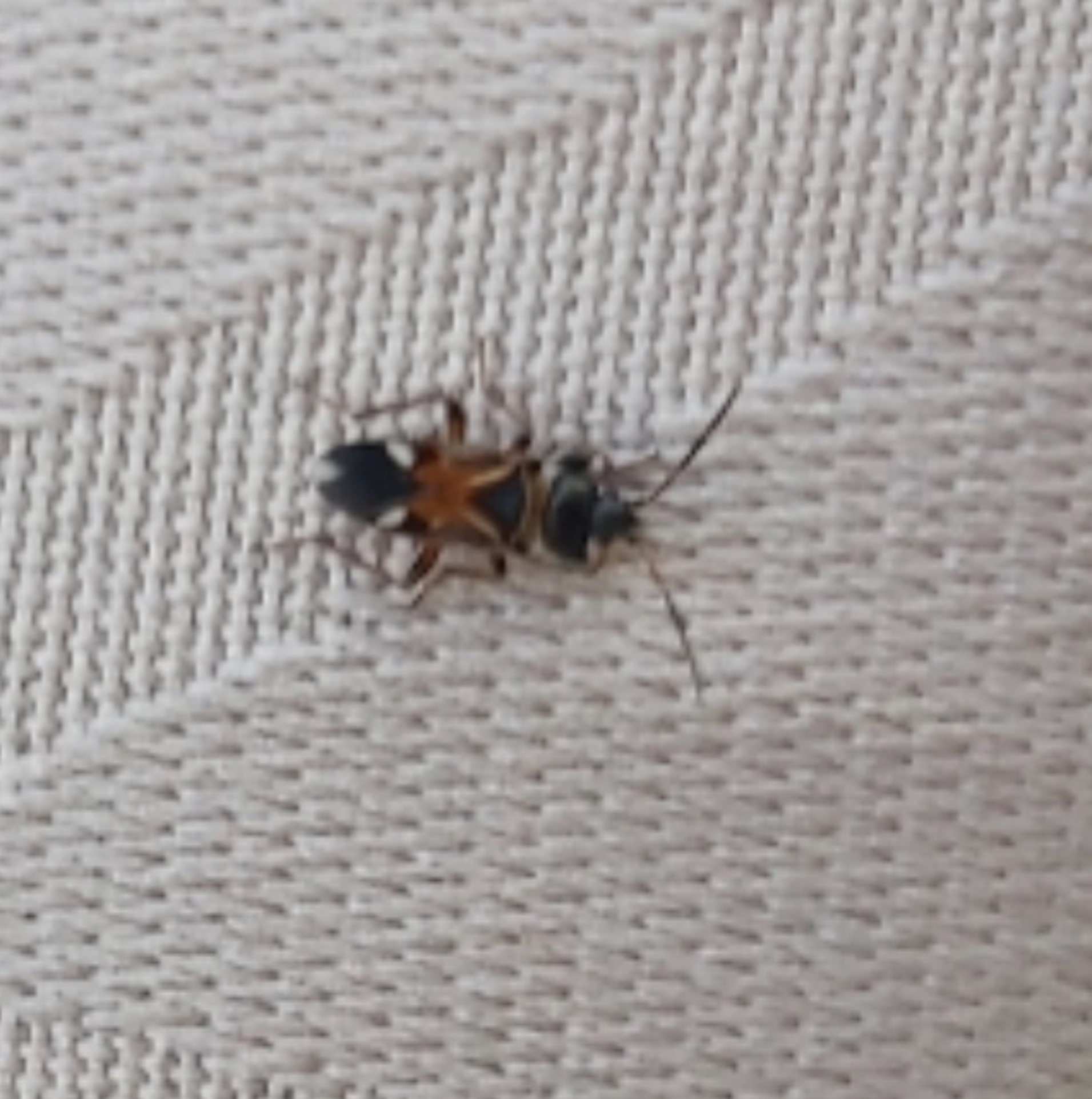 Dirt-colored seed bug - PEST CONTROL CANADA