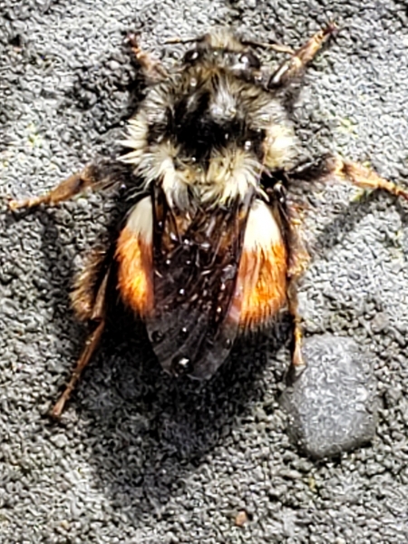 Use of Dragnet - PEST CONTROL CANADA