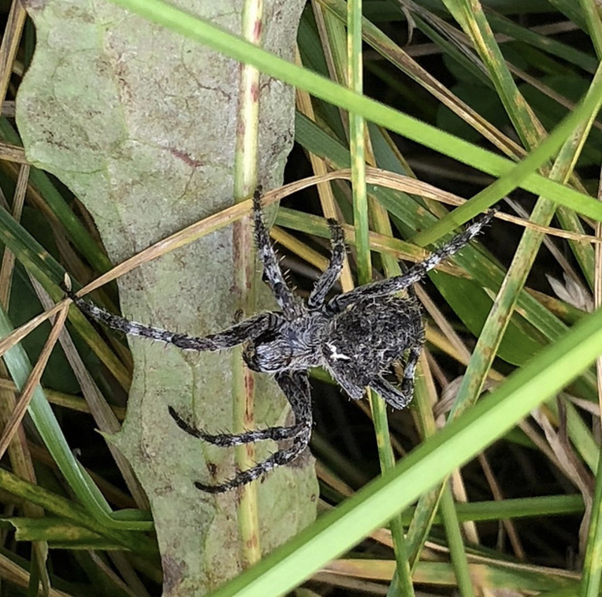 Orb weaving spider - PEST CONTROL CANADA