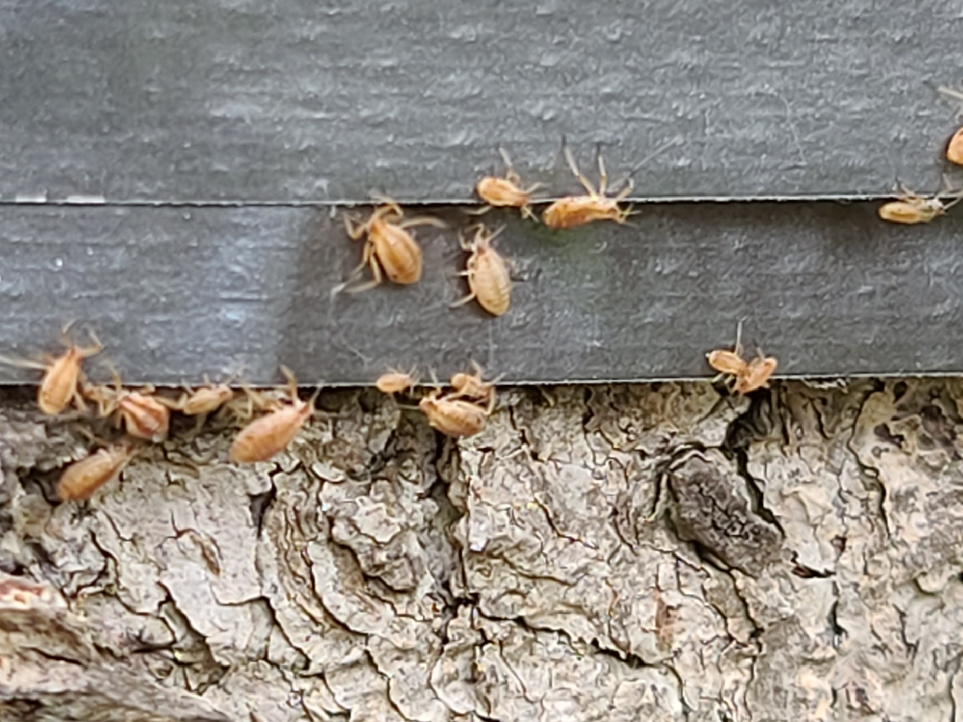 Giant conifer aphids - PEST CONTROL CANADA