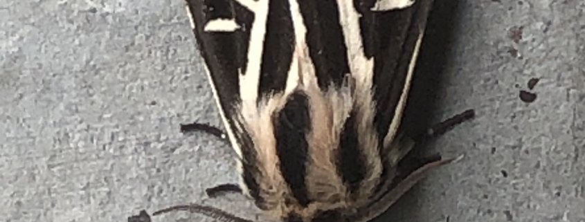 Tiger moth - PEST CONTROL CANADA