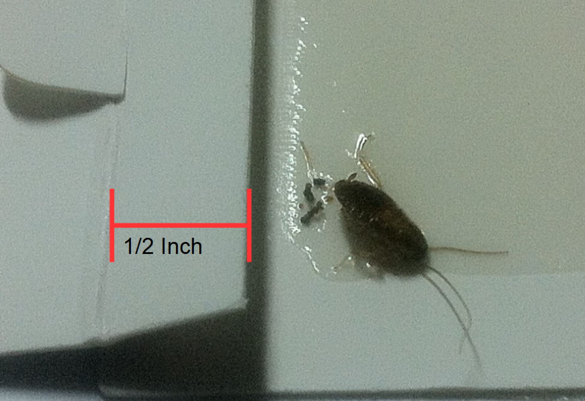 German cockroaches - PEST CONTROL CANADA