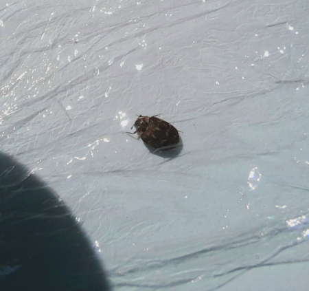 Wood Rat (Pack Rat) - PEST CONTROL CANADA