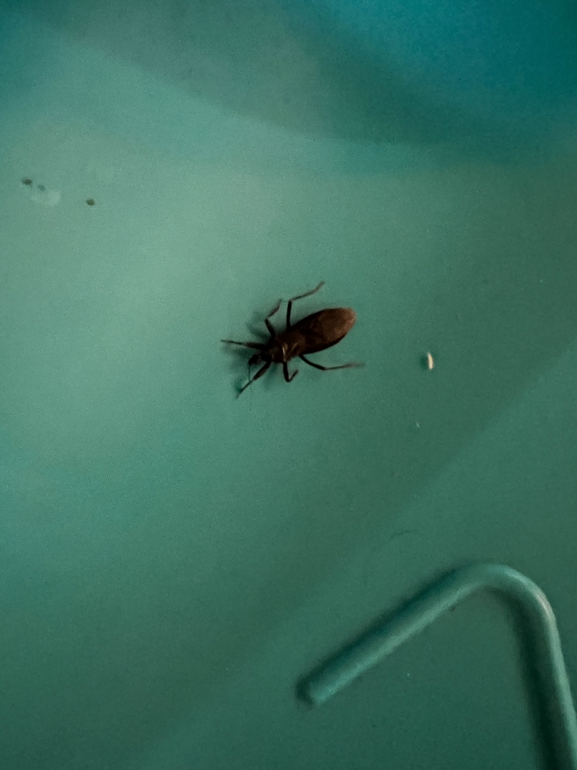 Sow Bugs-Pill Bugs - PEST CONTROL CANADA