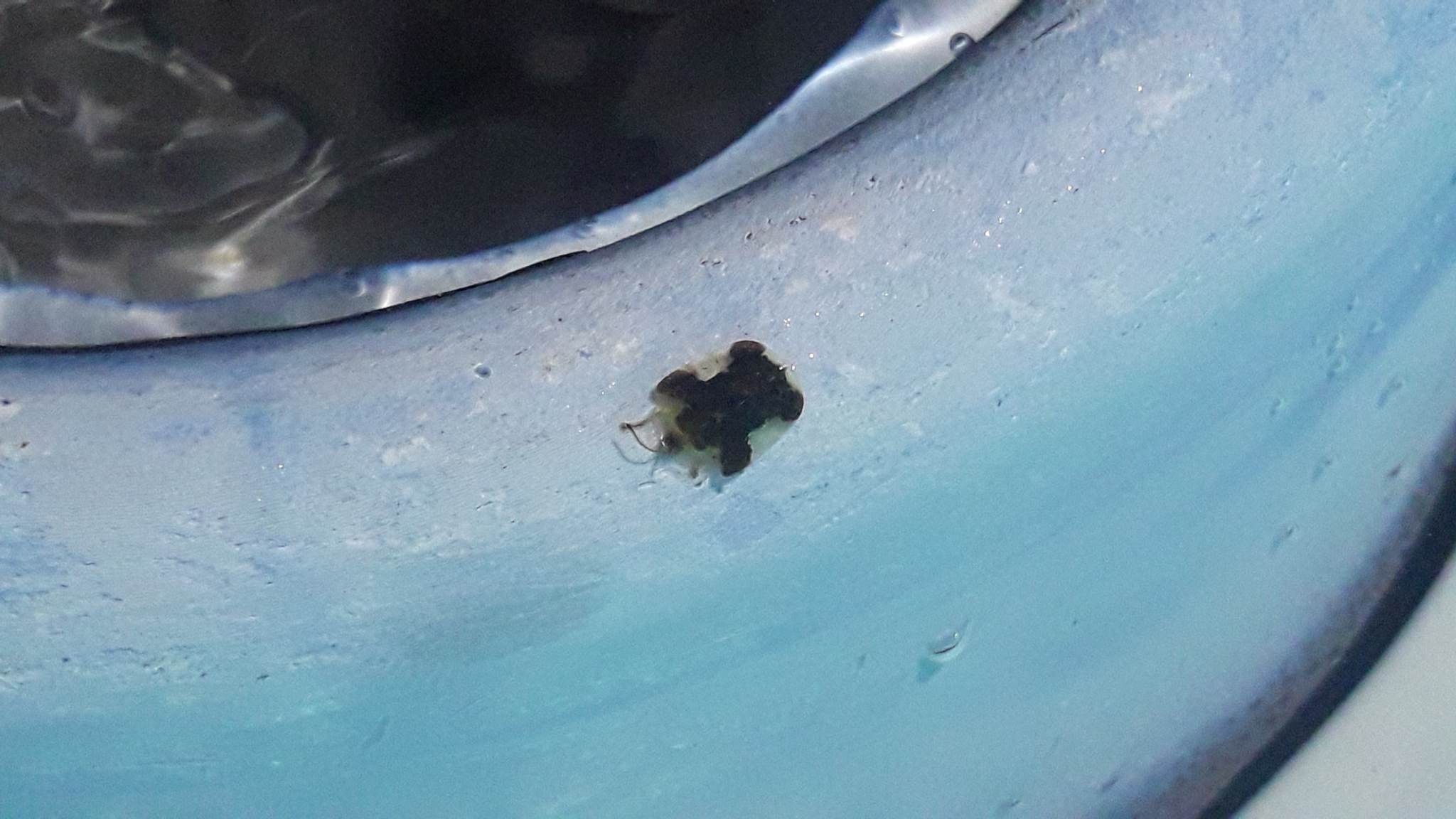 Tortoise beetle - PEST CONTROL CANADA