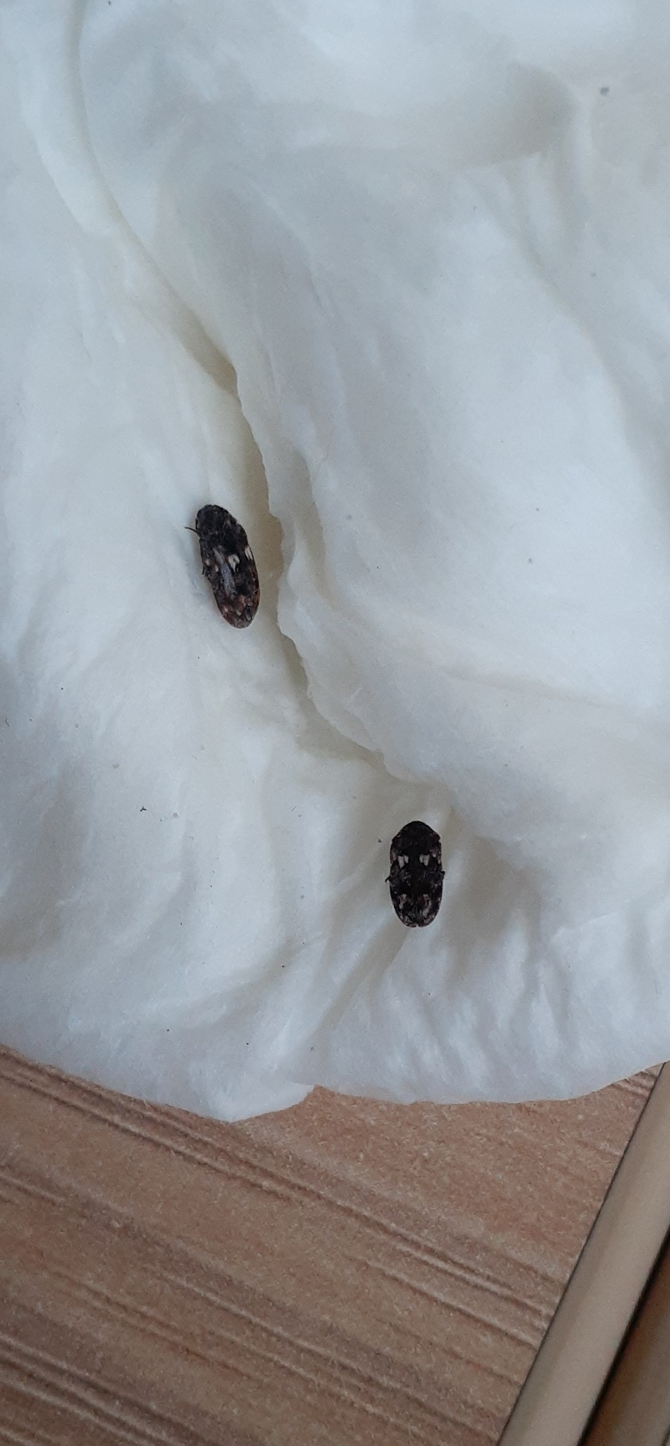 Beetles - Dermestidae - PEST CONTROL CANADA