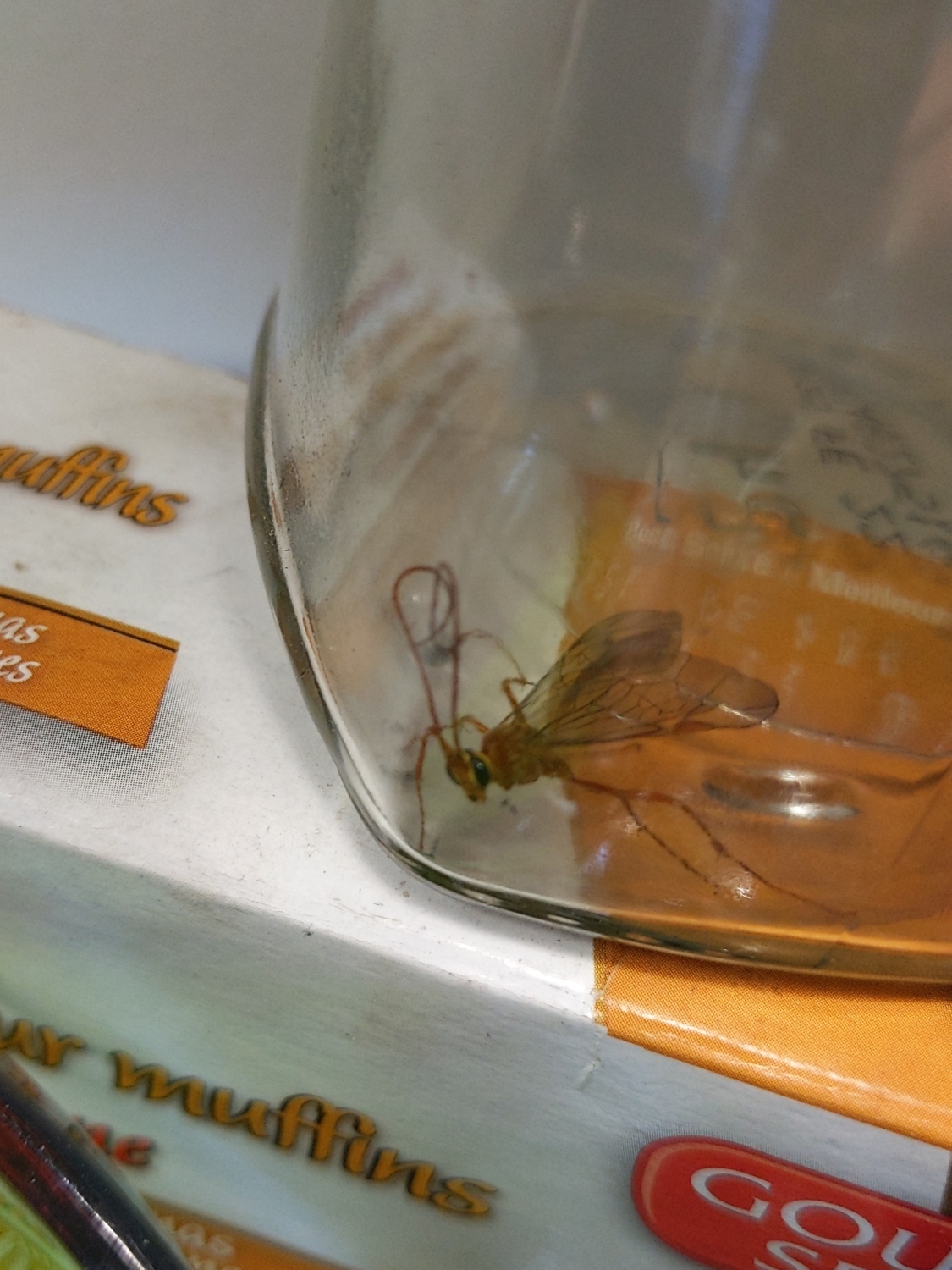 Sow Bugs-Pill Bugs - PEST CONTROL CANADA