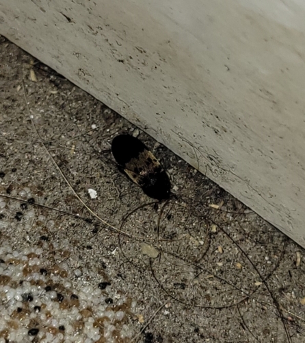 Wood Rat (Pack Rat) - PEST CONTROL CANADA