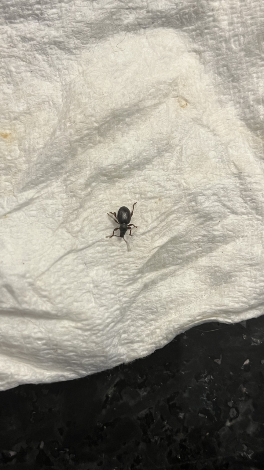 Sow Bugs-Pill Bugs - PEST CONTROL CANADA